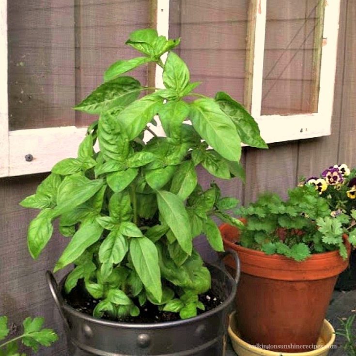 Tips for Growing Basil in your Garden - Walking on Sunshine