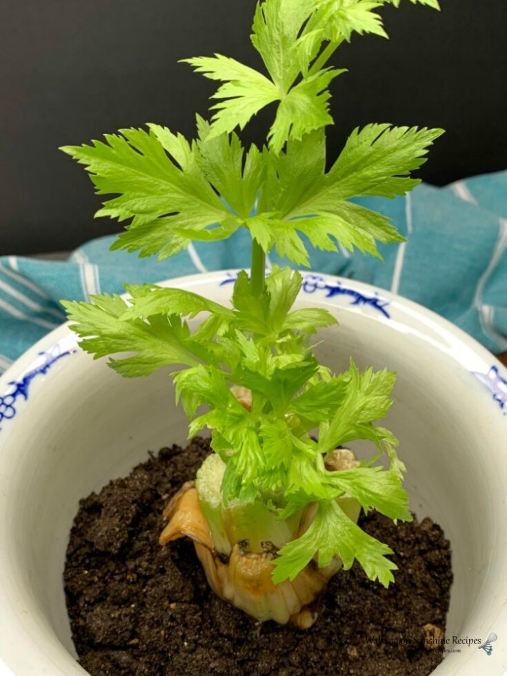 How to Re-grow Celery from a Stalk - Walking On Sunshine Recipes