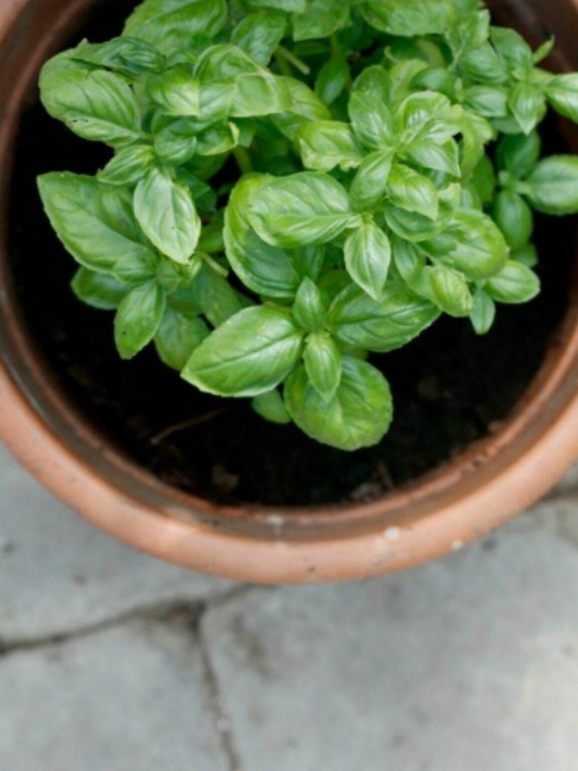 How to Grow an Indoor Herb Garden: A Simple Guide for Beginners ...