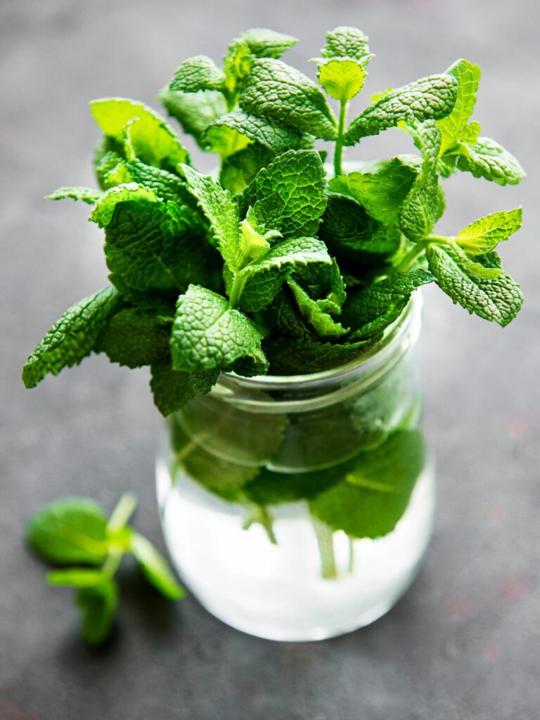 How to Use a Mint Plant: 5 Fresh Recipes You’ll Love - Walking On ...