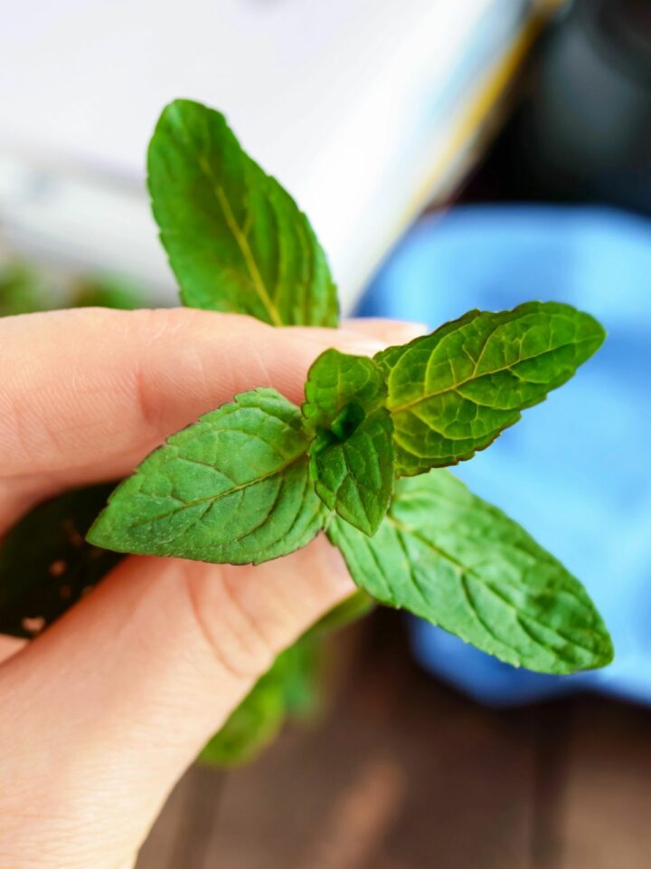 How to Use a Mint Plant: 5 Fresh Recipes You’ll Love - Walking On ...